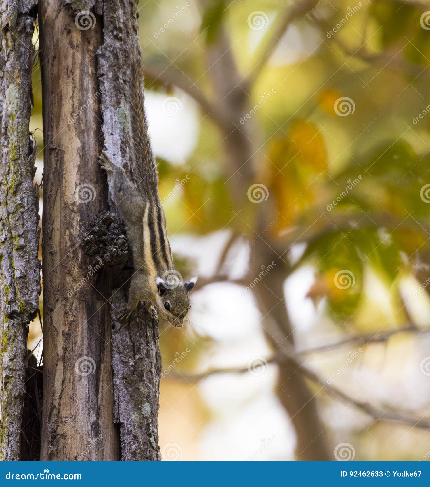 Image of Chipmunk Small Striped Rodent. Stock Image - Image of cute ...