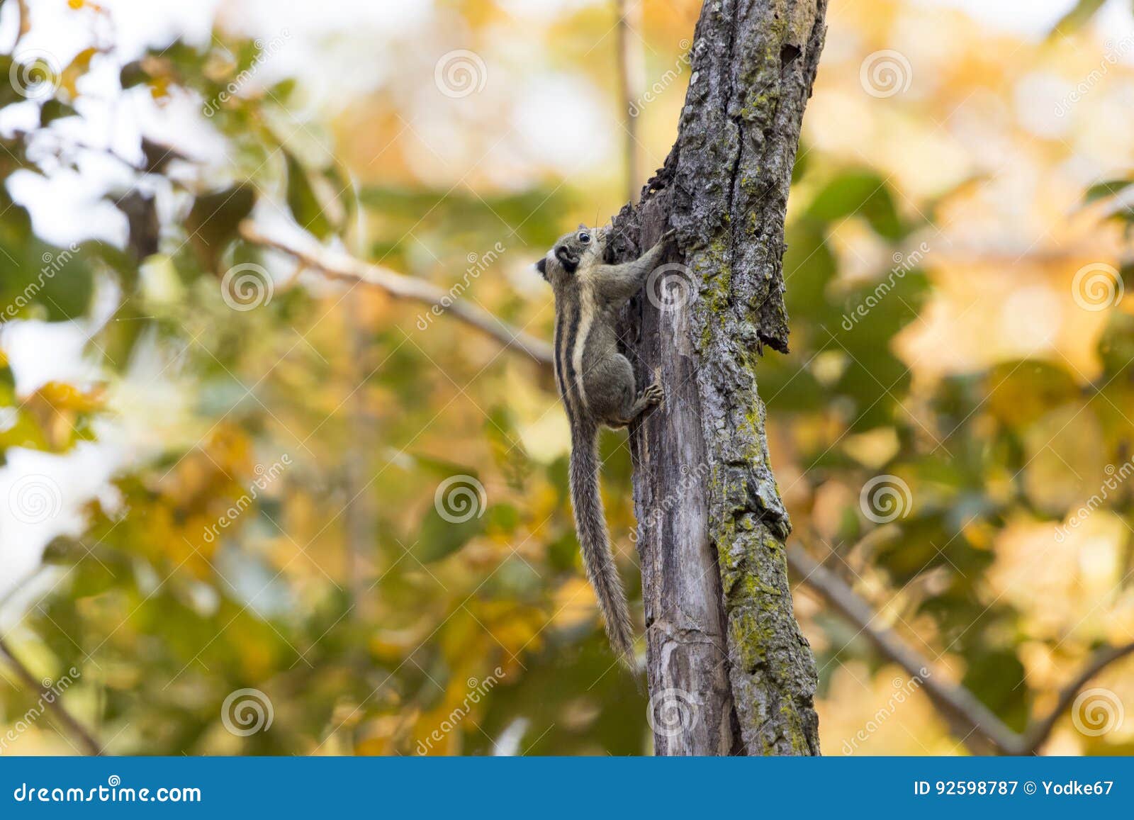 Image of Chipmunk Small Striped Rodent. Stock Image - Image of outdoors ...