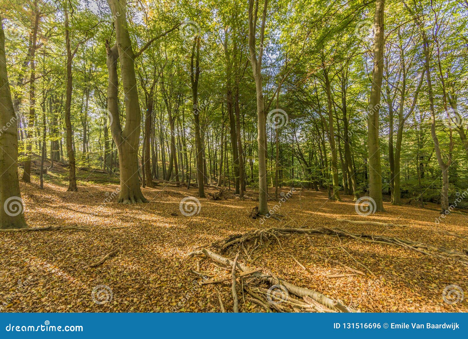 Image of a Circle Made with Trunks in the Forest Stock Photo - Image of ...
