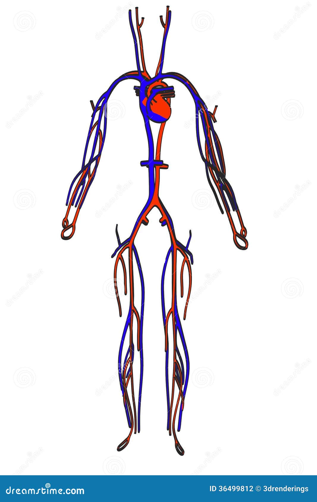Image of Circulatory System Stock Illustration - Illustration of ...