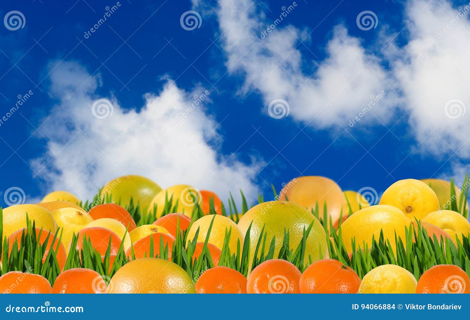 Image of Citrus on Grass Closeup Stock Photo - Image of full ...