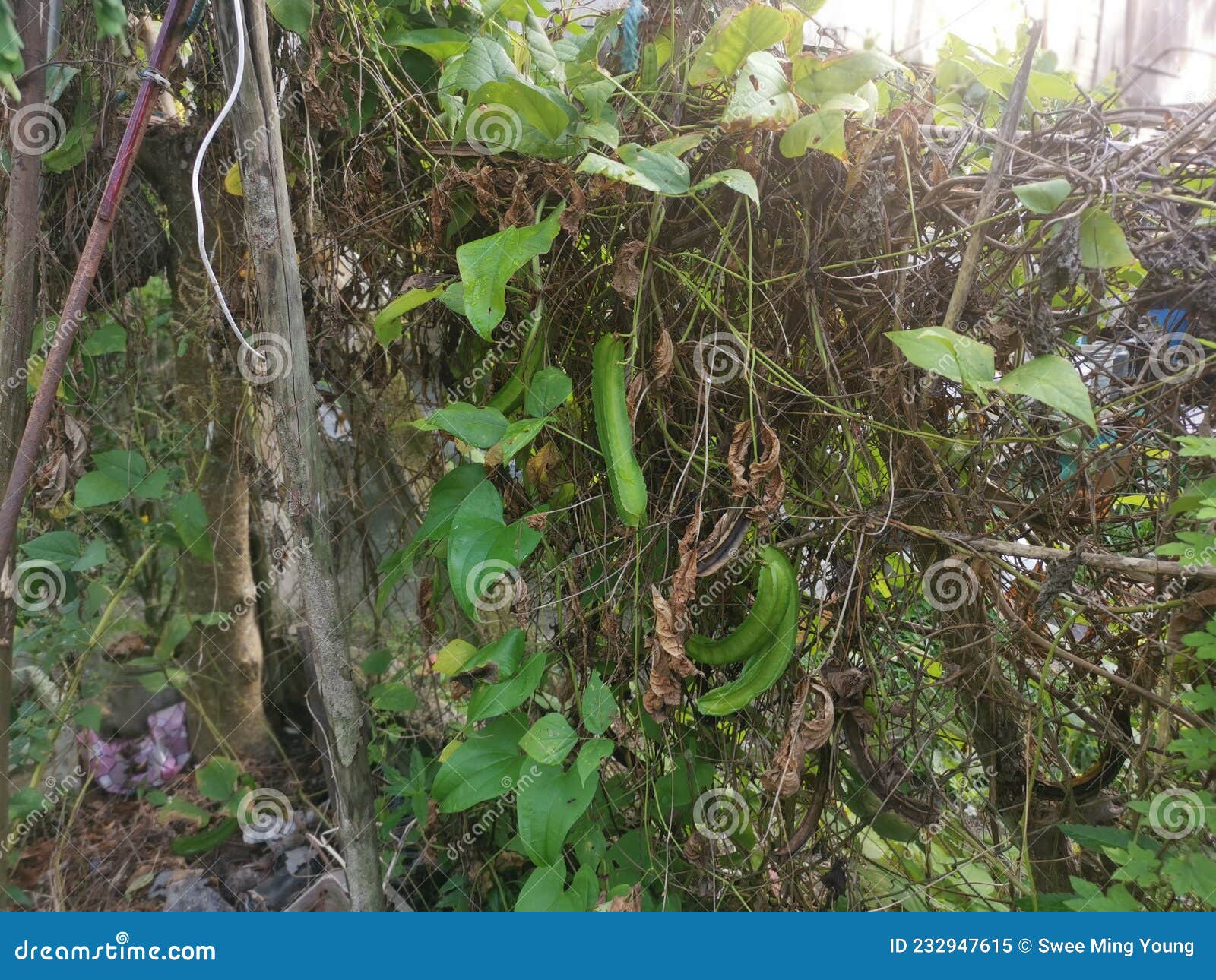 Climbing Green Four-angled Bean on the Fence Stock Image - Image of ...