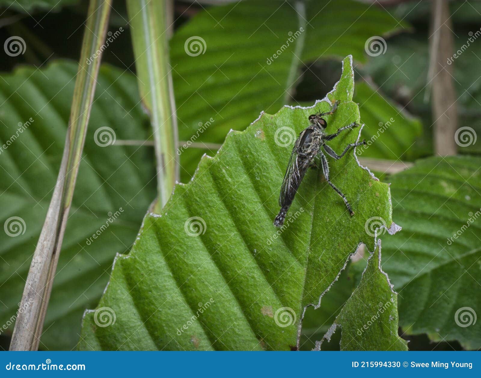 Close Shot of the Asilidae Fly Stock Photo - Image of diptera, color ...
