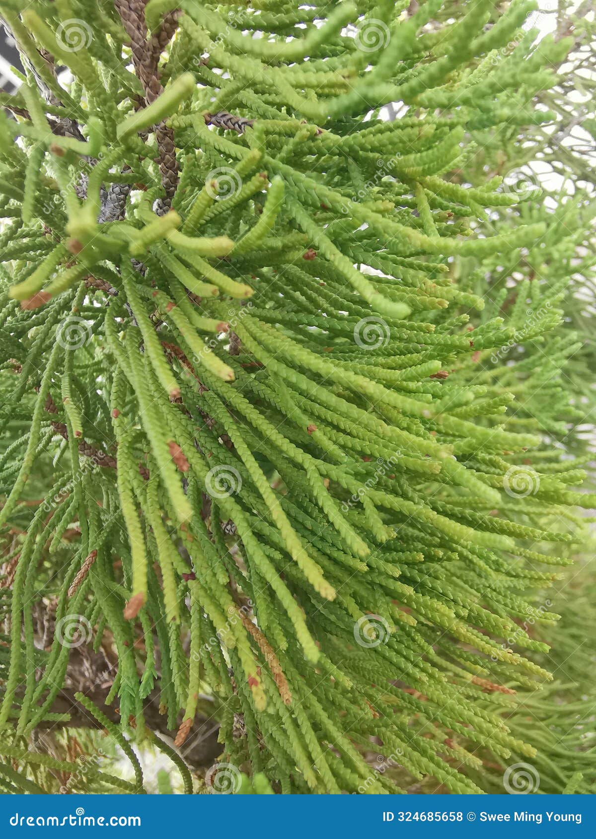 Close Shot Patterns of Juniper Chinensis Pine Leaves. Stock Photo ...
