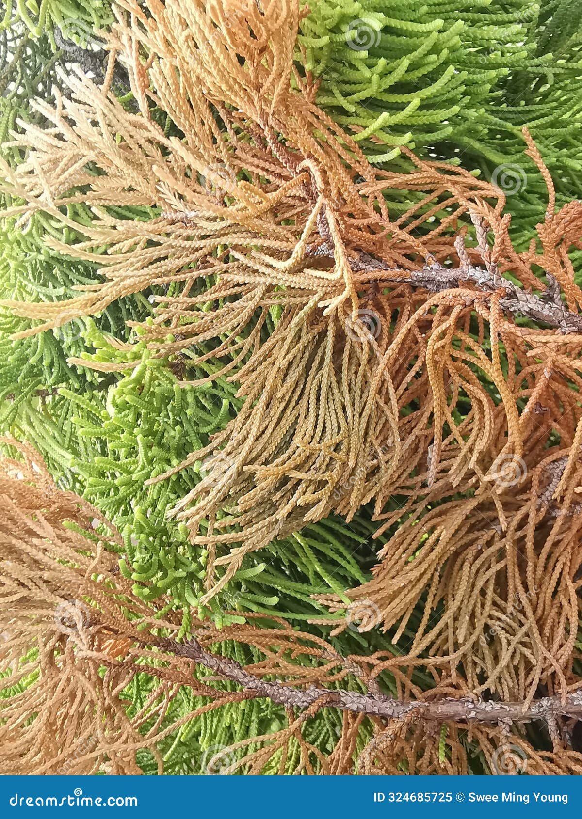 Close Shot Patterns of Juniper Chinensis Pine Leaves. Stock Image ...