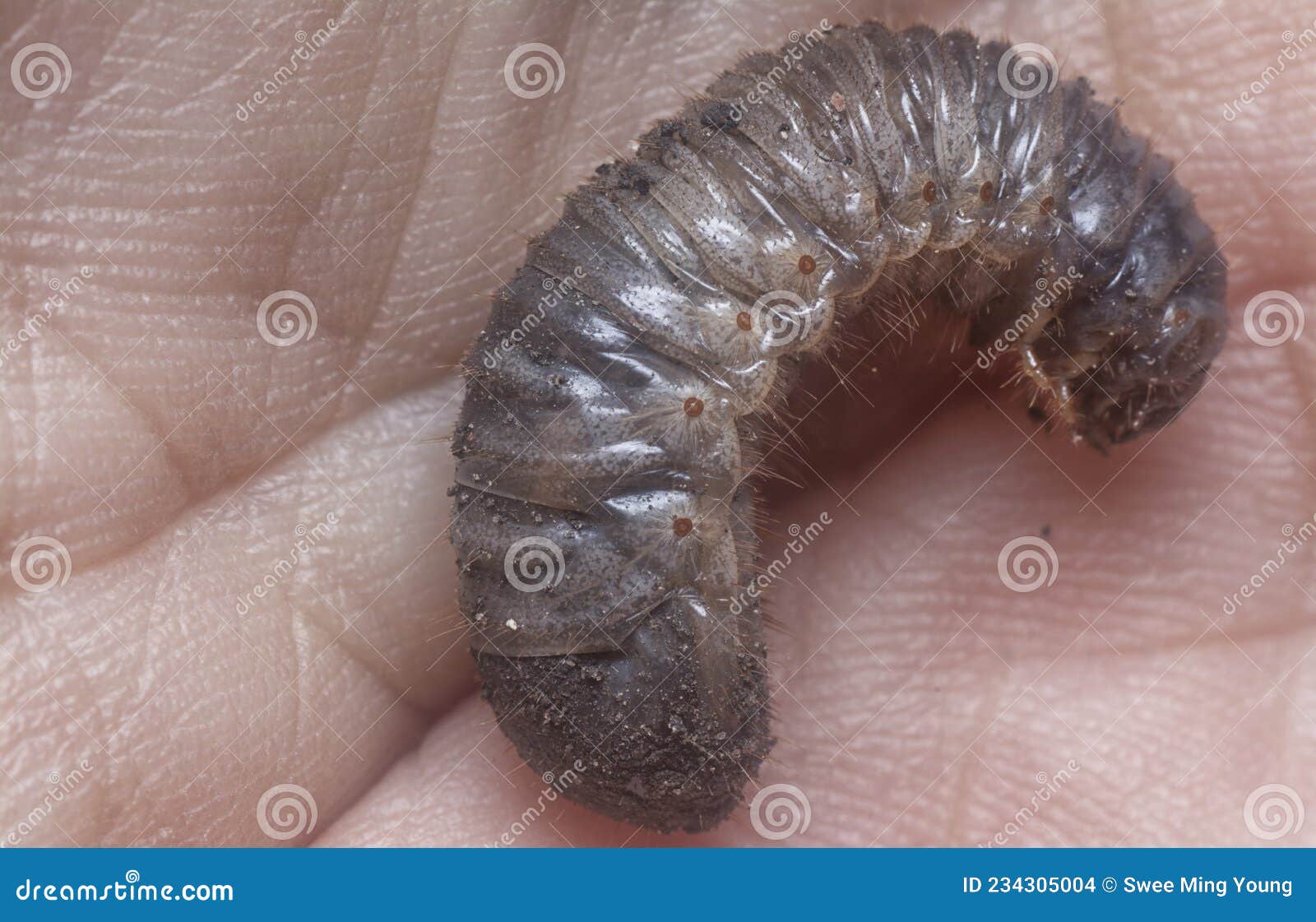 Close Shot of the White Soil Beetle Larvae Stock Photo - Image of ...