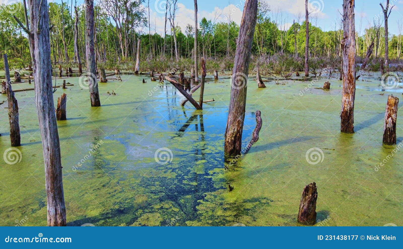 Close Up of Dead Tree Trunks in Swamp with Green Algae Stock Image ...