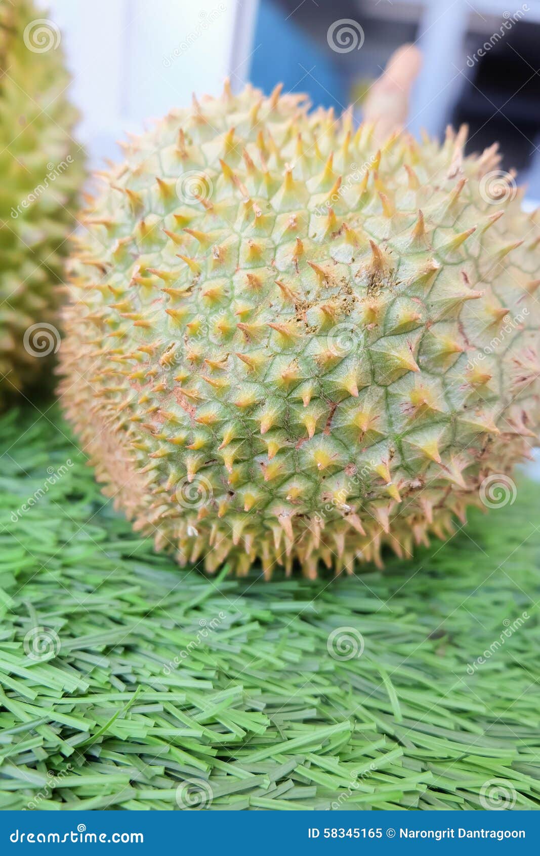 Image of Close Up of Durian Thailand Stock Image - Image of gourmet ...