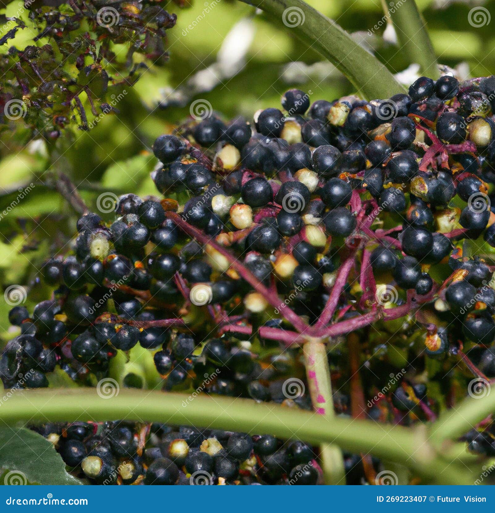 Image of Close Up of Fresh Black Elderberries Growing on Tree Stock ...