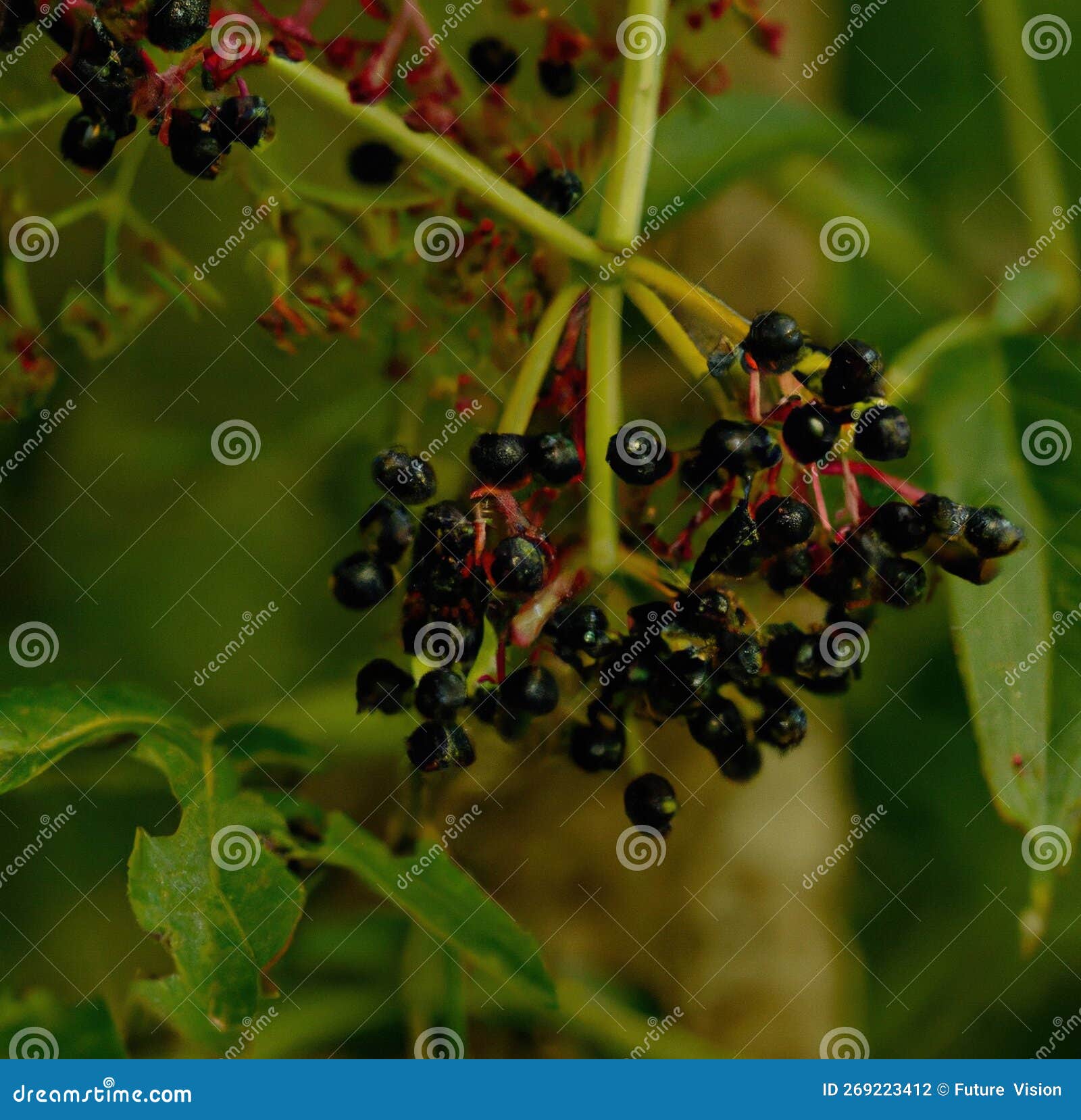 Image of Close Up of Fresh Black Elderberries Growing on Tree Stock ...