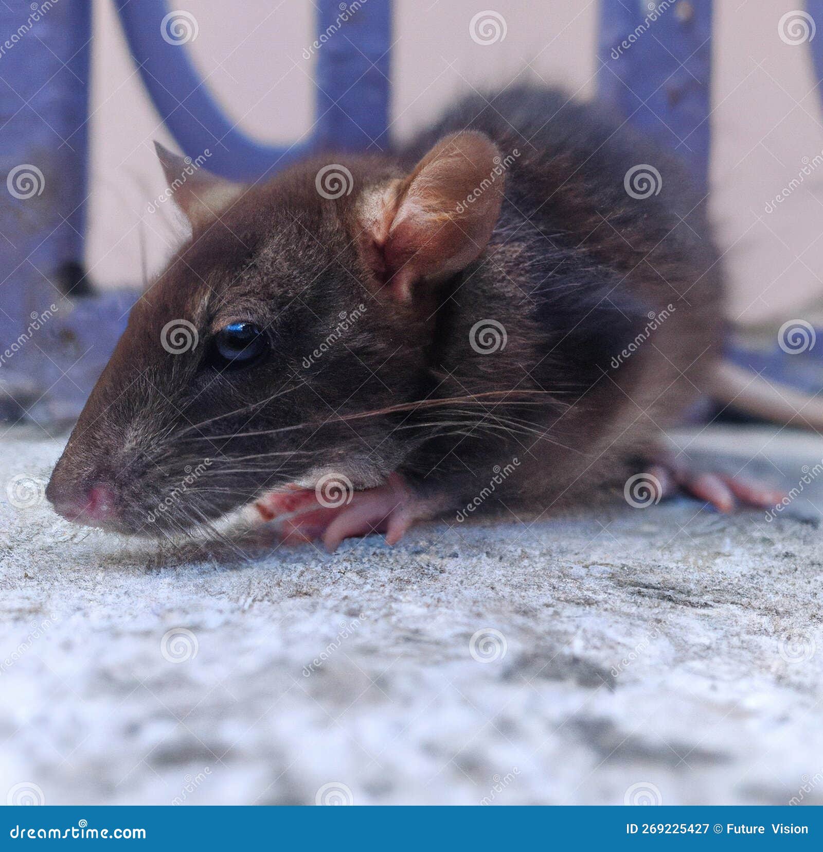 Image of Close Up of Side View of Rat on Grey Background Stock Image ...