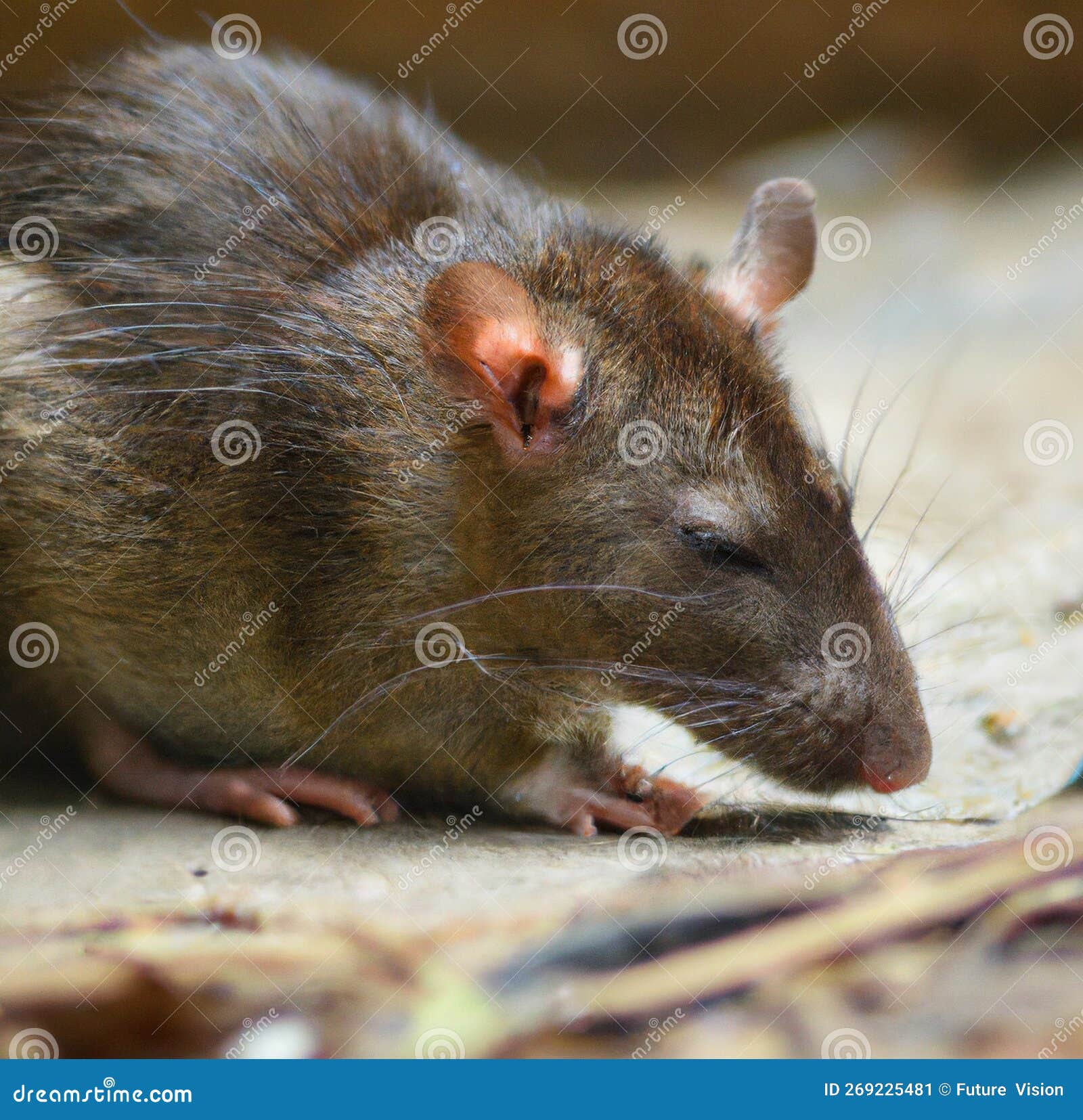 Image of Close Up of Side View of Rat on Grey Background Stock Image ...
