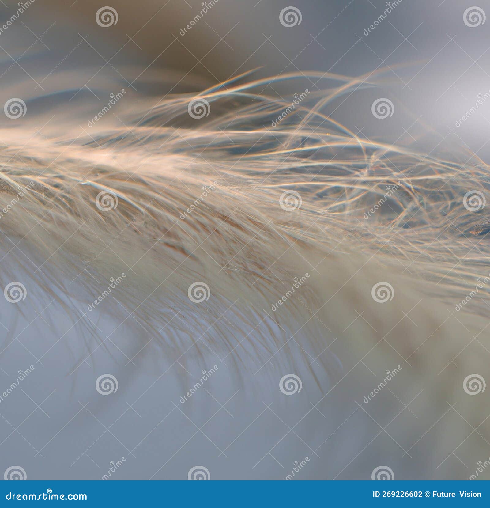 Image of Close Up of White Wisp on Grey Background Stock Photo - Image ...