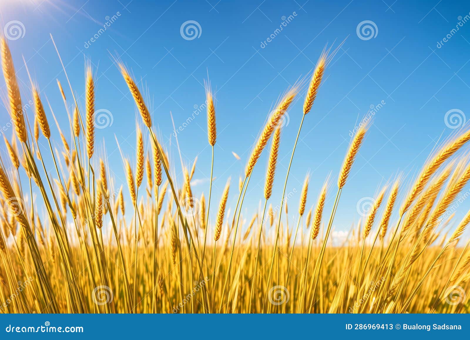Close-up of Yellow Common Reed with Seeds and Blue Sky on Background ...
