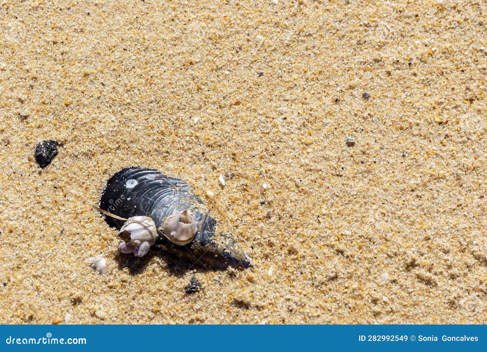 Shell of a Blue Mussel in a Sand Stock Image - Image of animal, shell ...