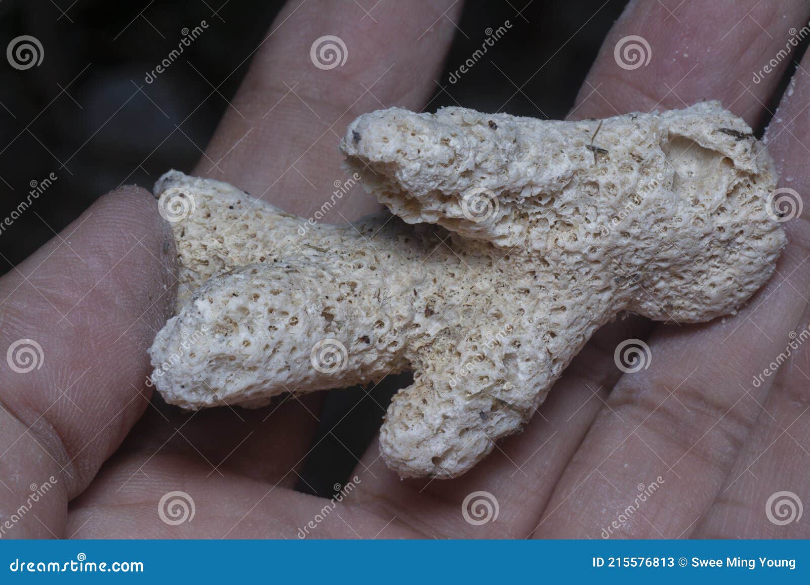 Closeup Shot of the Dried Coral Skeleton Shell. Stock Image - Image of ...