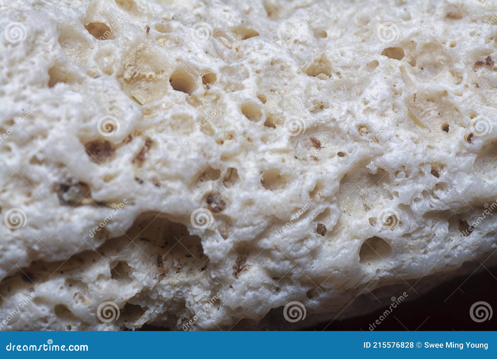 Closeup Shot of the Dried Coral Skeleton Shell. Stock Photo - Image of ...