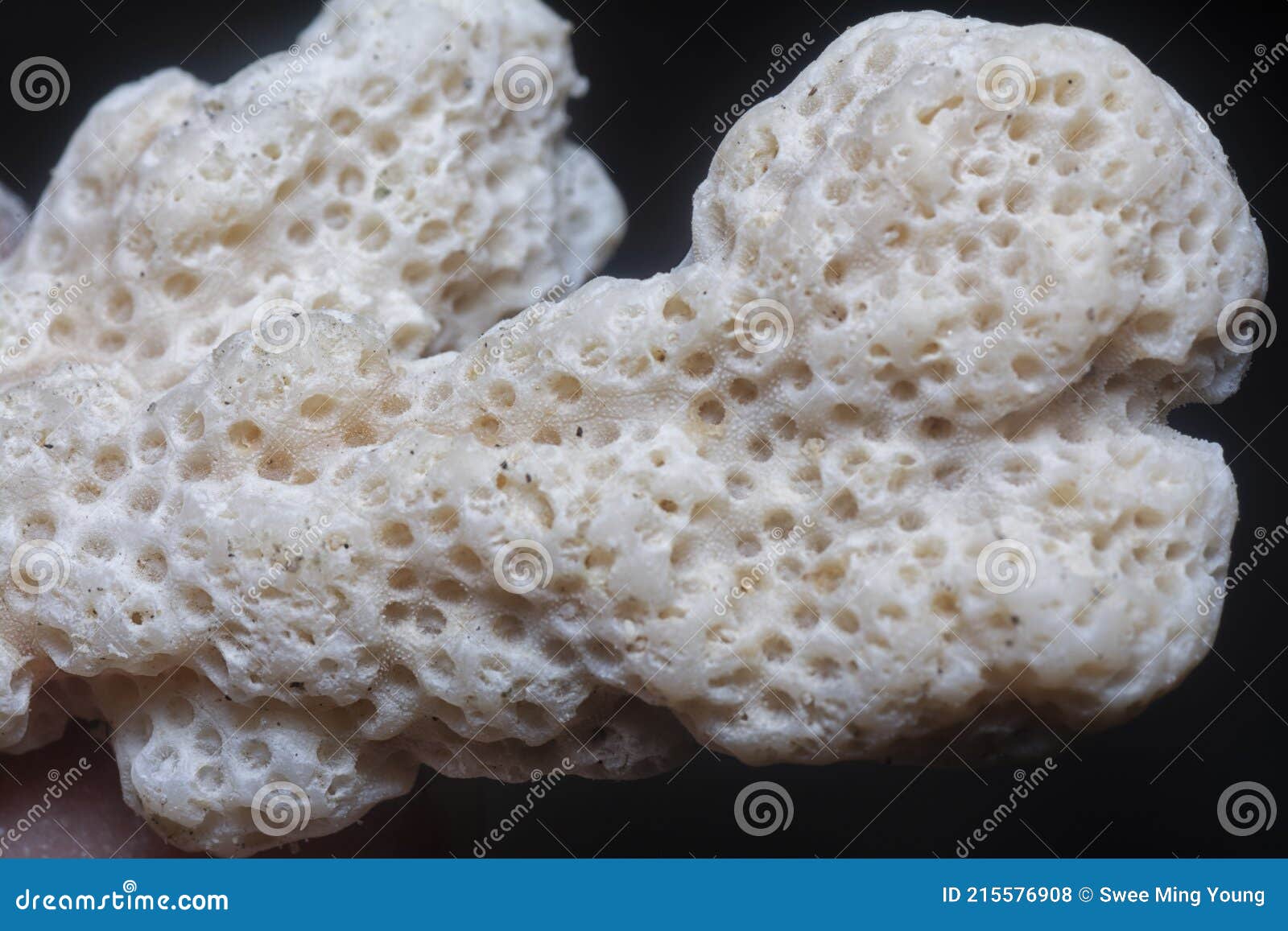 Closeup Shot of the Dried Coral Skeleton Shell. Stock Photo - Image of ...