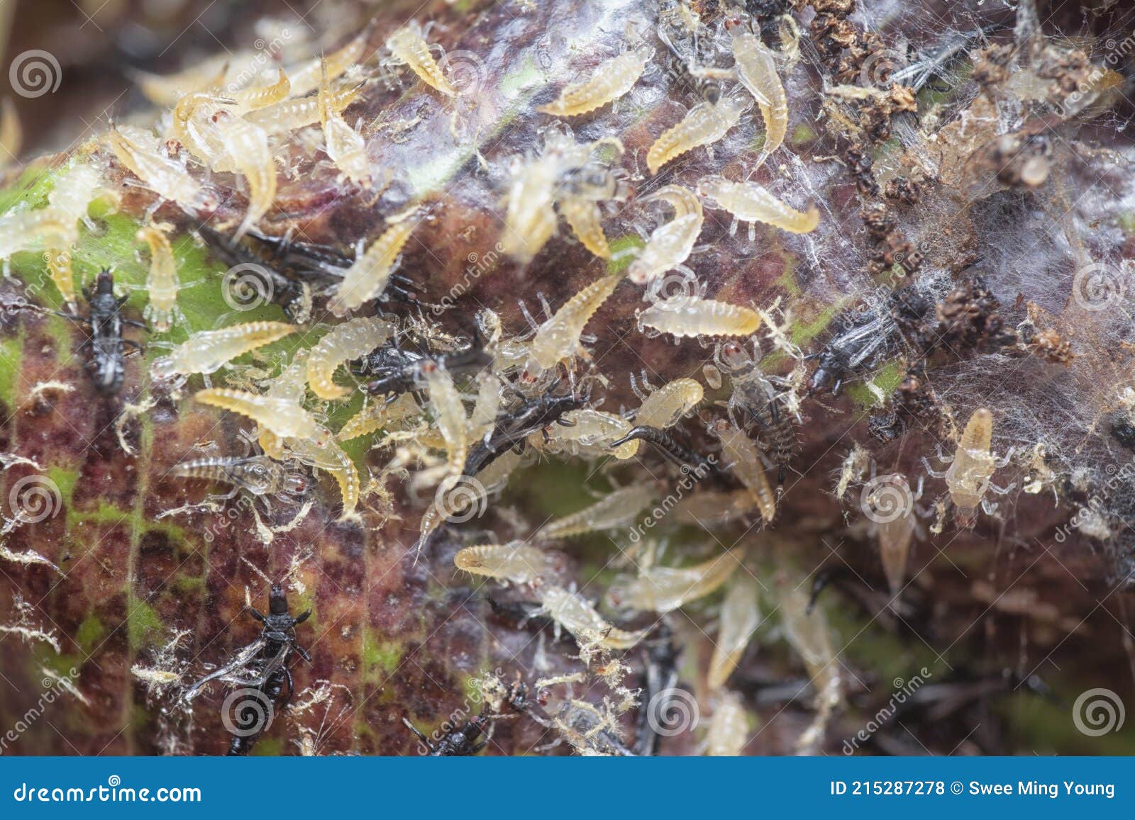 Closeup Shot of the Tube-tailed Thrips Insect. Stock Photo - Image of ...