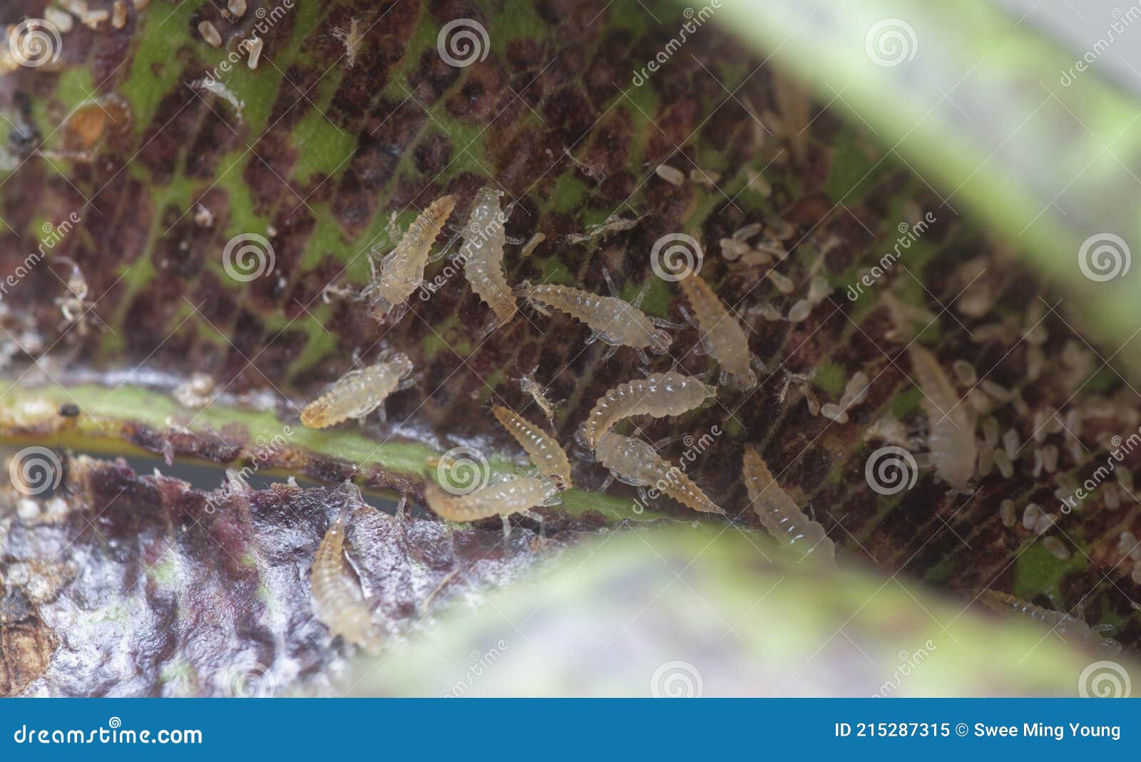Closeup Shot of the Tube-tailed Thrips Insect. Stock Image - Image of ...