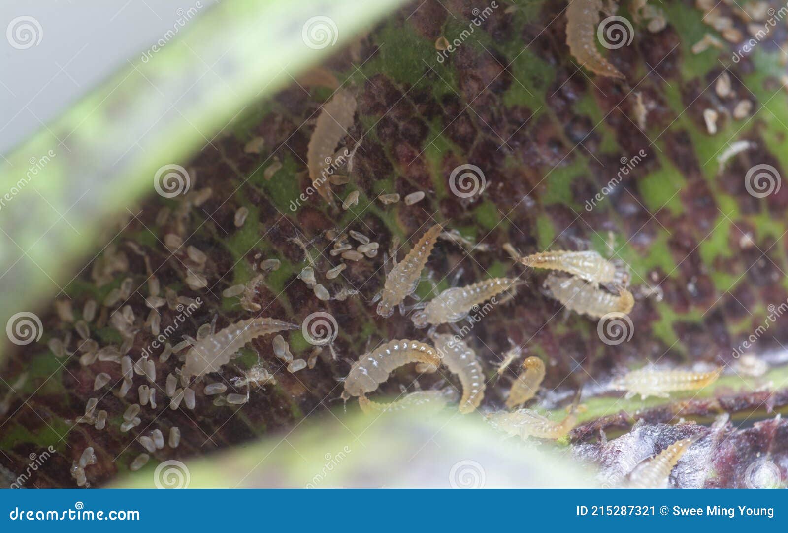 Closeup Shot of the Tube-tailed Thrips Insect. Stock Image - Image of ...