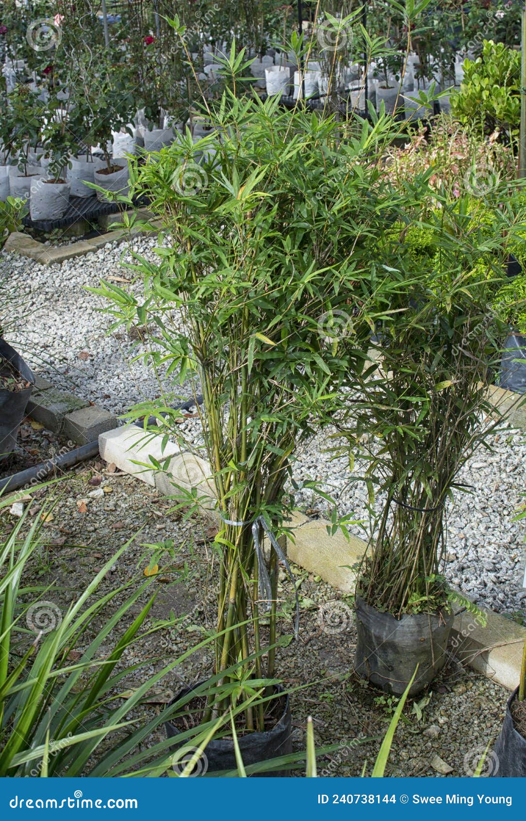 Clumping Chinese Dwarf Bamboo Trees Stock Photo - Image of flora ...