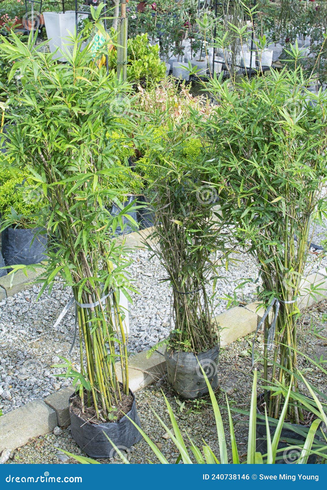 Clumping Chinese Dwarf Bamboo Trees Stock Photo - Image of bambusa ...
