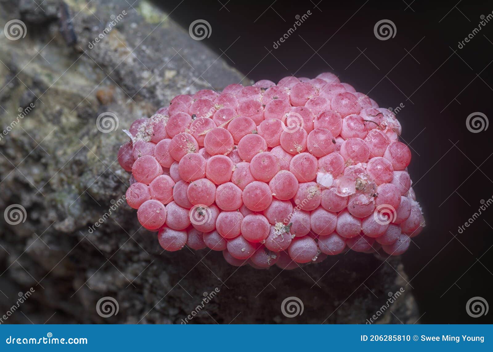 Cluster of Cherry Pink Snail Eggs Stock Photo - Image of apple ...