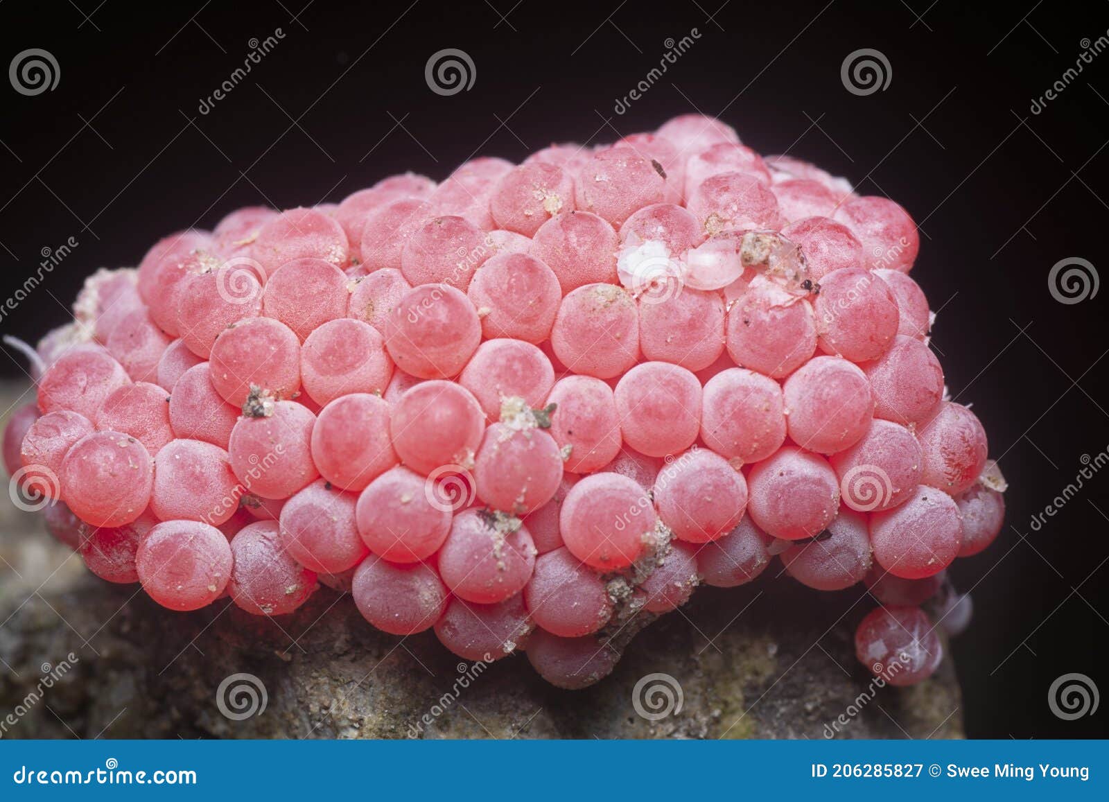 Cluster of Cherry Pink Snail Eggs Stock Image - Image of background ...
