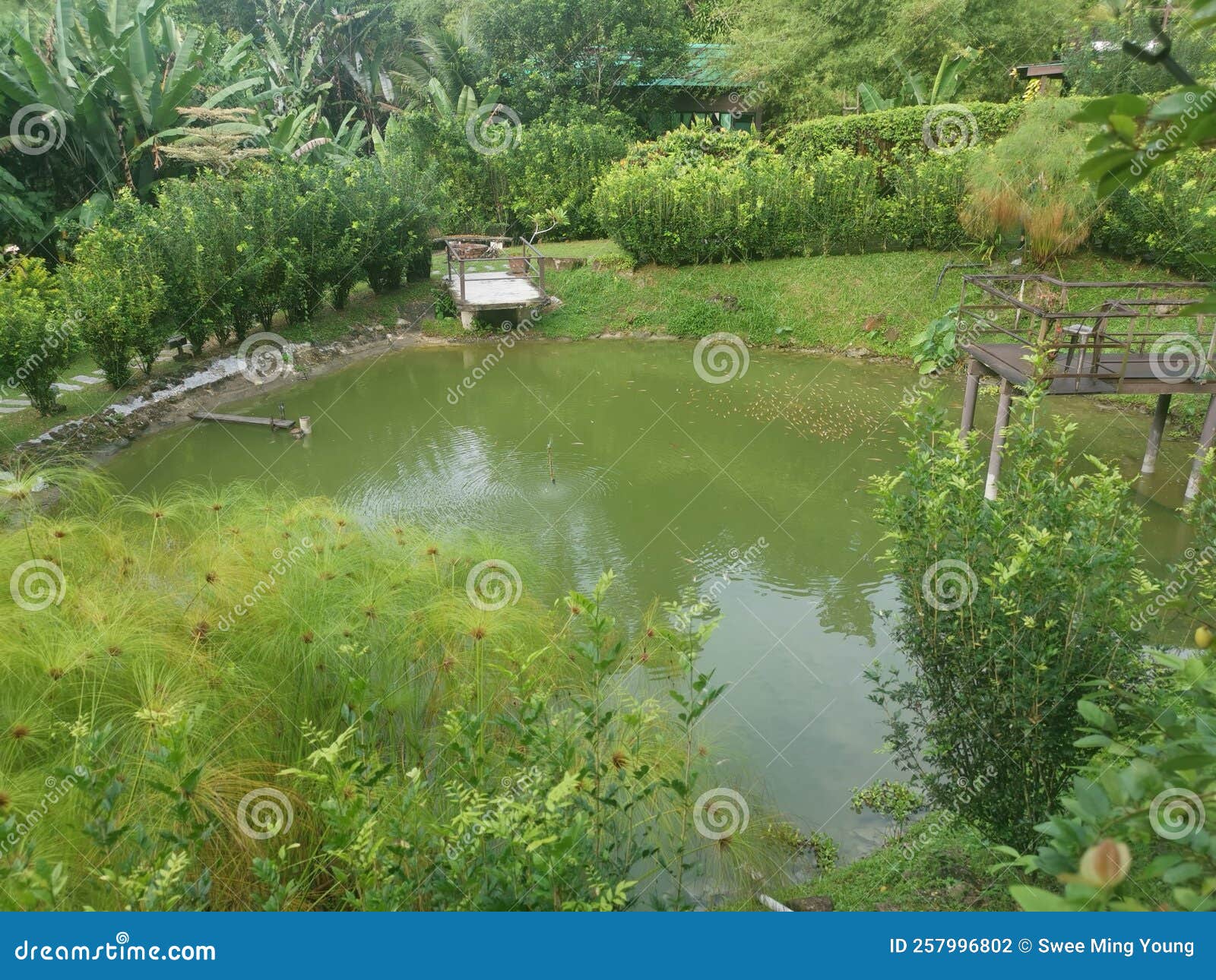 Cluster of the Cyperus Papyrus Plant Growing by the Pond Stock Photo ...