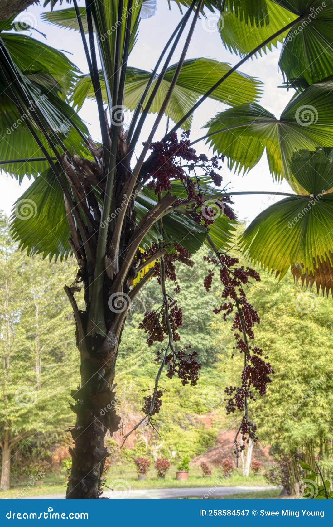 Cluster of the Palas Palm Fruit Tree Stock Image - Image of plant, palm ...