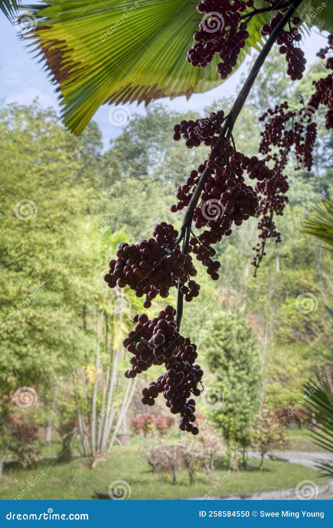 Cluster of the Palas Palm Fruit Tree Stock Photo - Image of summer ...