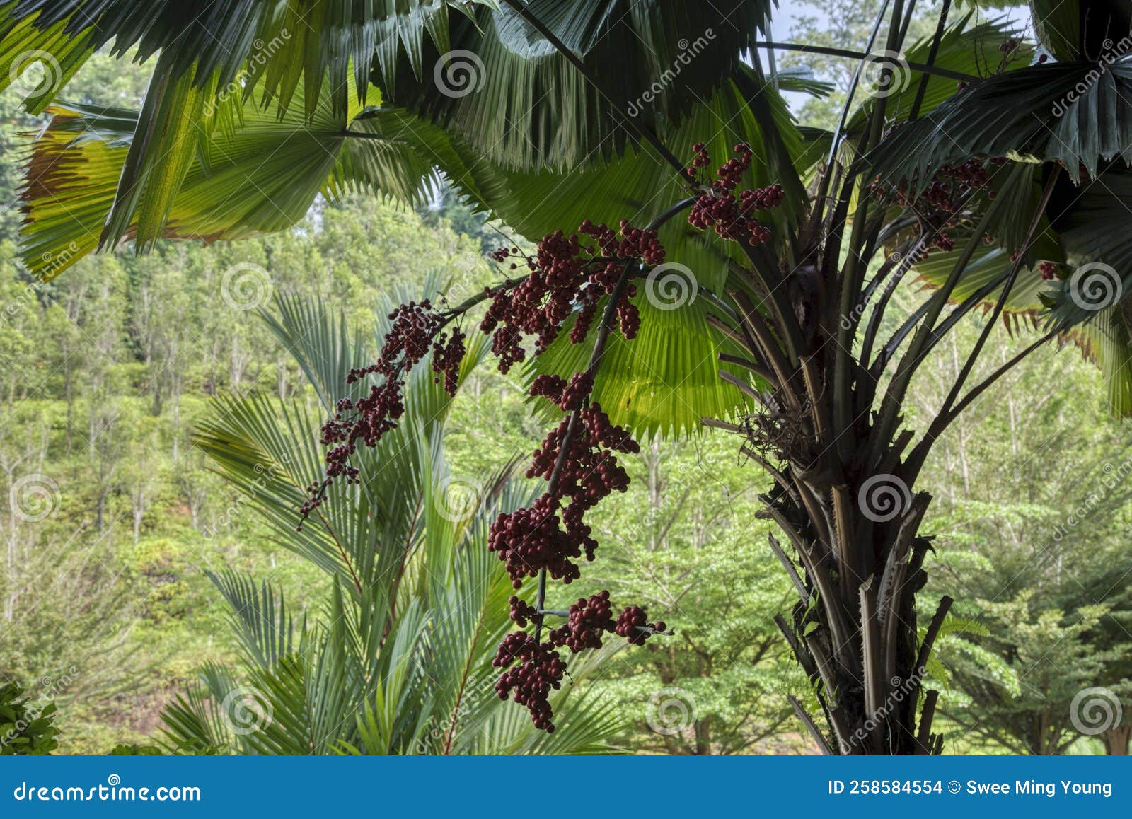 Cluster of the Palas Palm Fruit Tree Stock Photo - Image of palas, asia ...