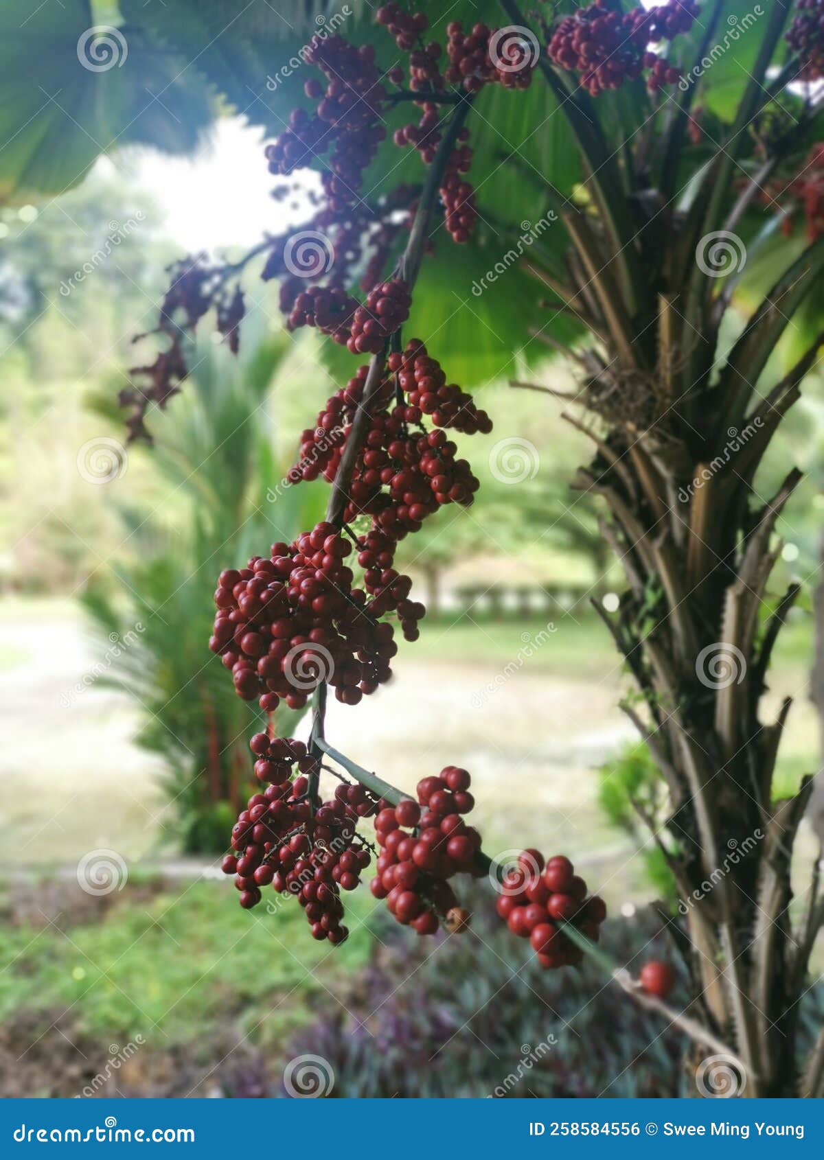 Cluster of the Palas Palm Fruit Tree Stock Photo - Image of environment ...