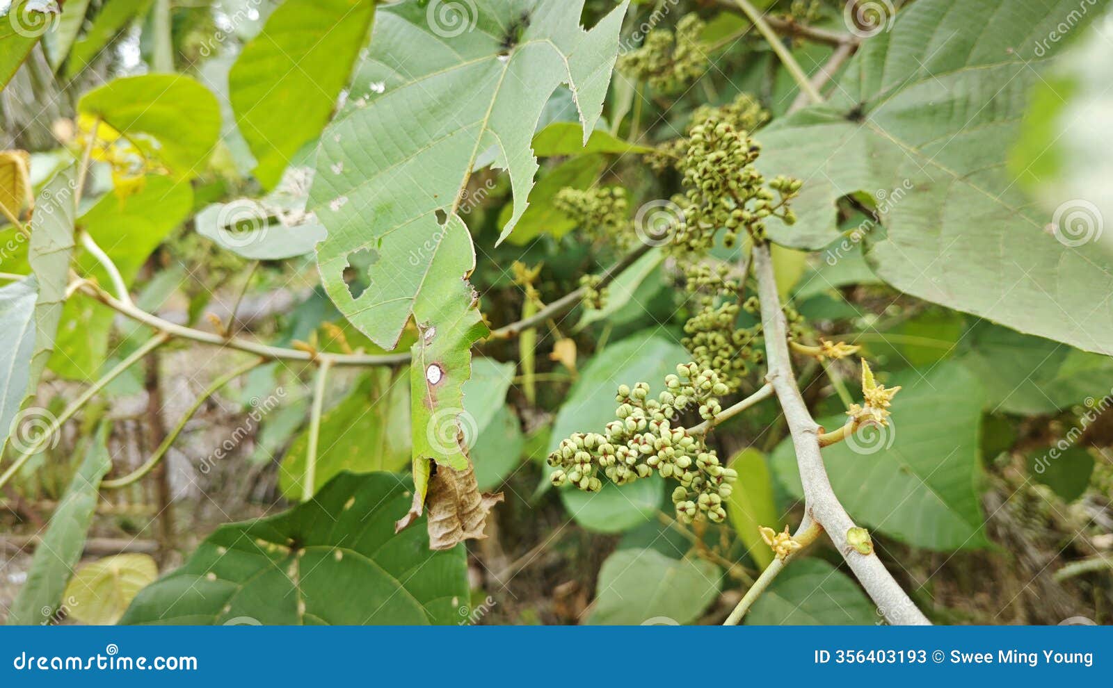 Cluster of Tiny Macarange Gigantea Fruits Sprouting from the Branches. Stock Image - Image of ...