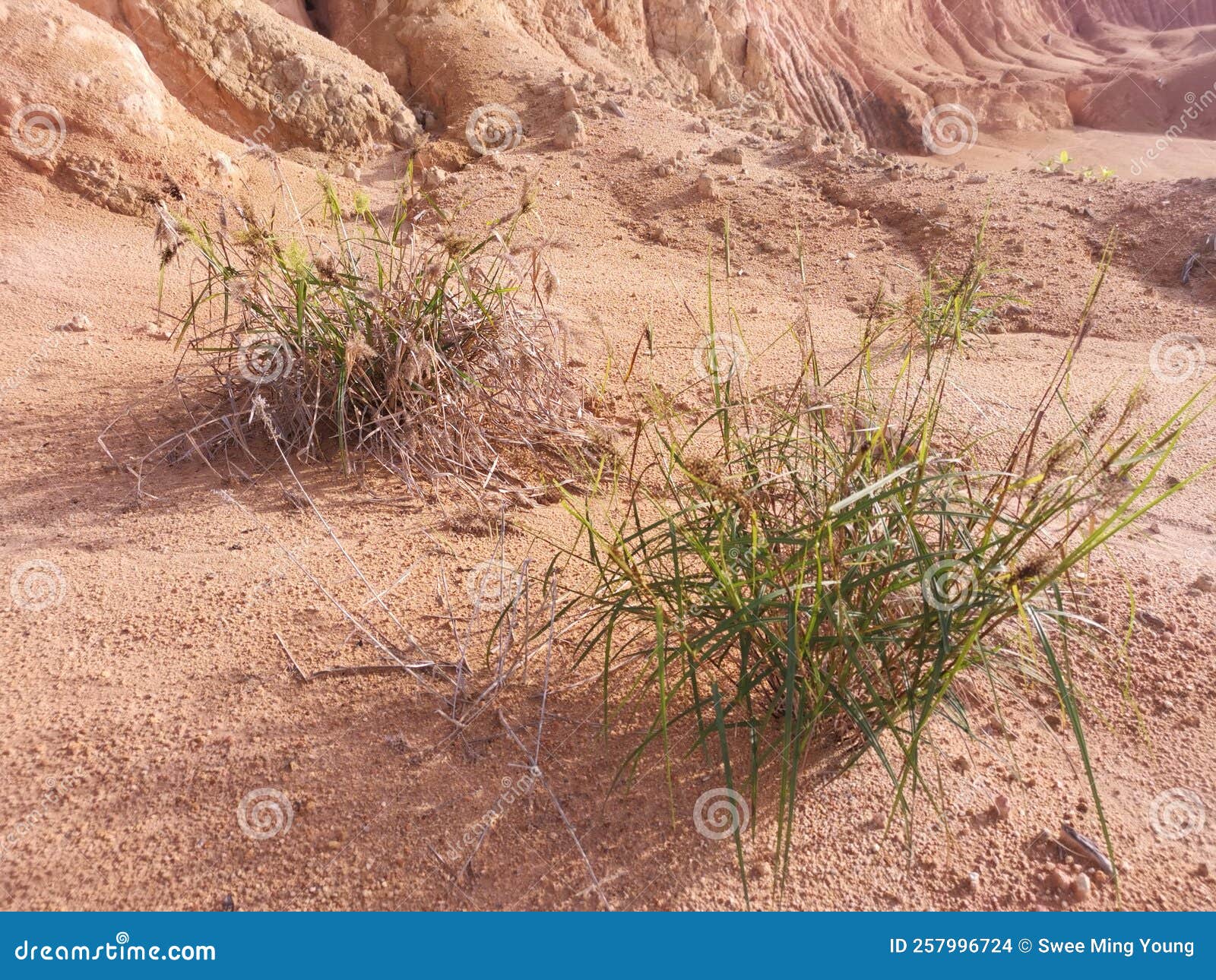 Cluster of Wild Buffelgrass on the Dry and Sandy Ground Stock Photo ...
