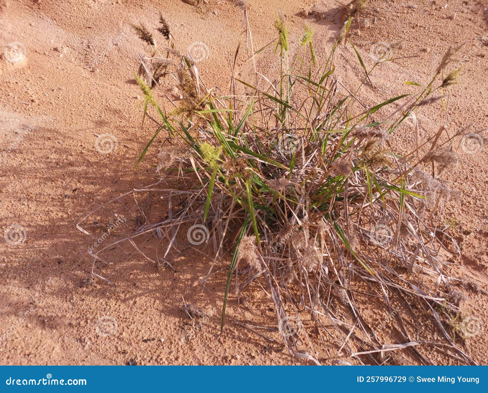 Cluster of Wild Buffelgrass on the Dry and Sandy Ground Stock Image ...