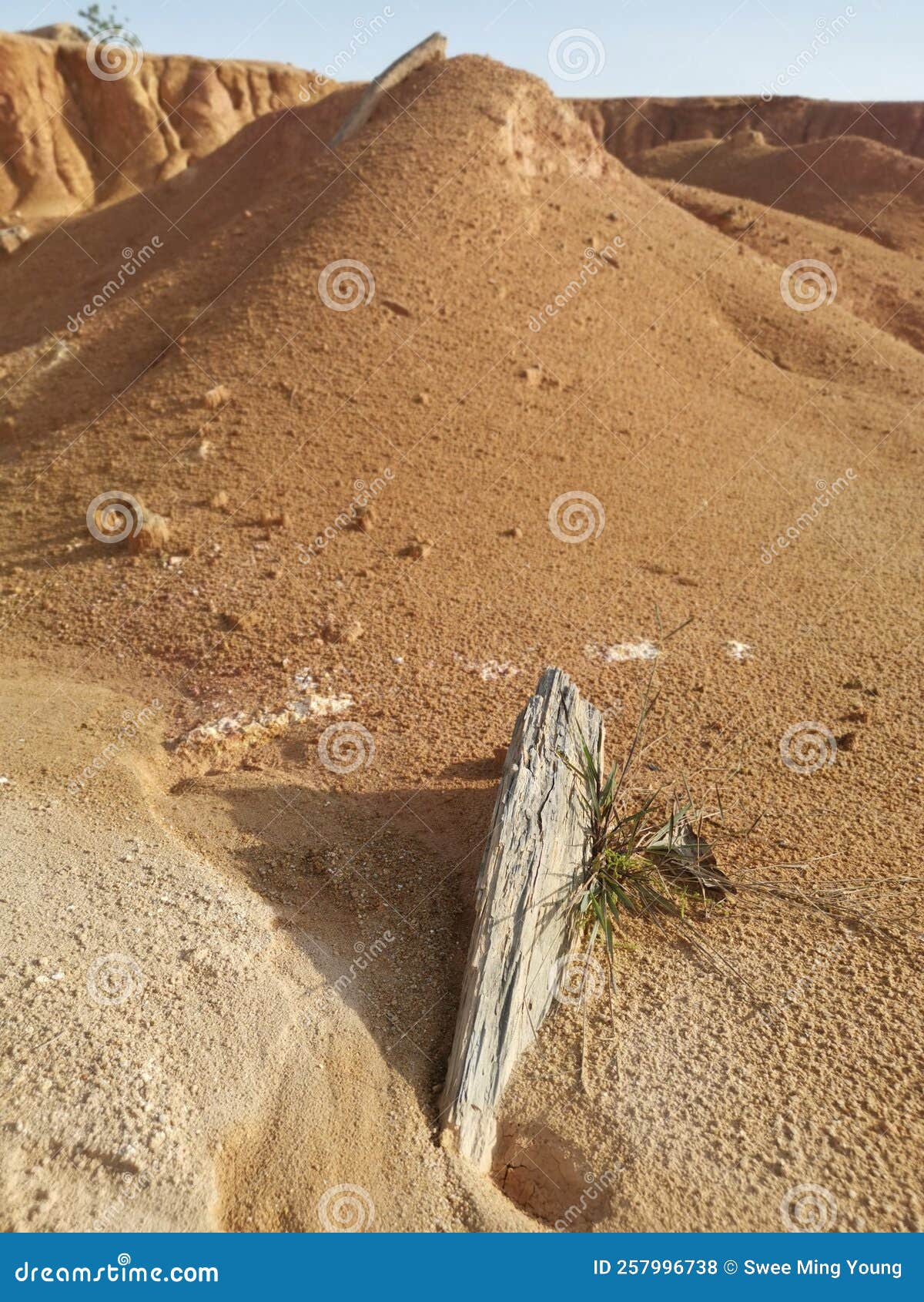 Cluster of Wild Buffelgrass on the Dry and Sandy Ground Stock Photo ...