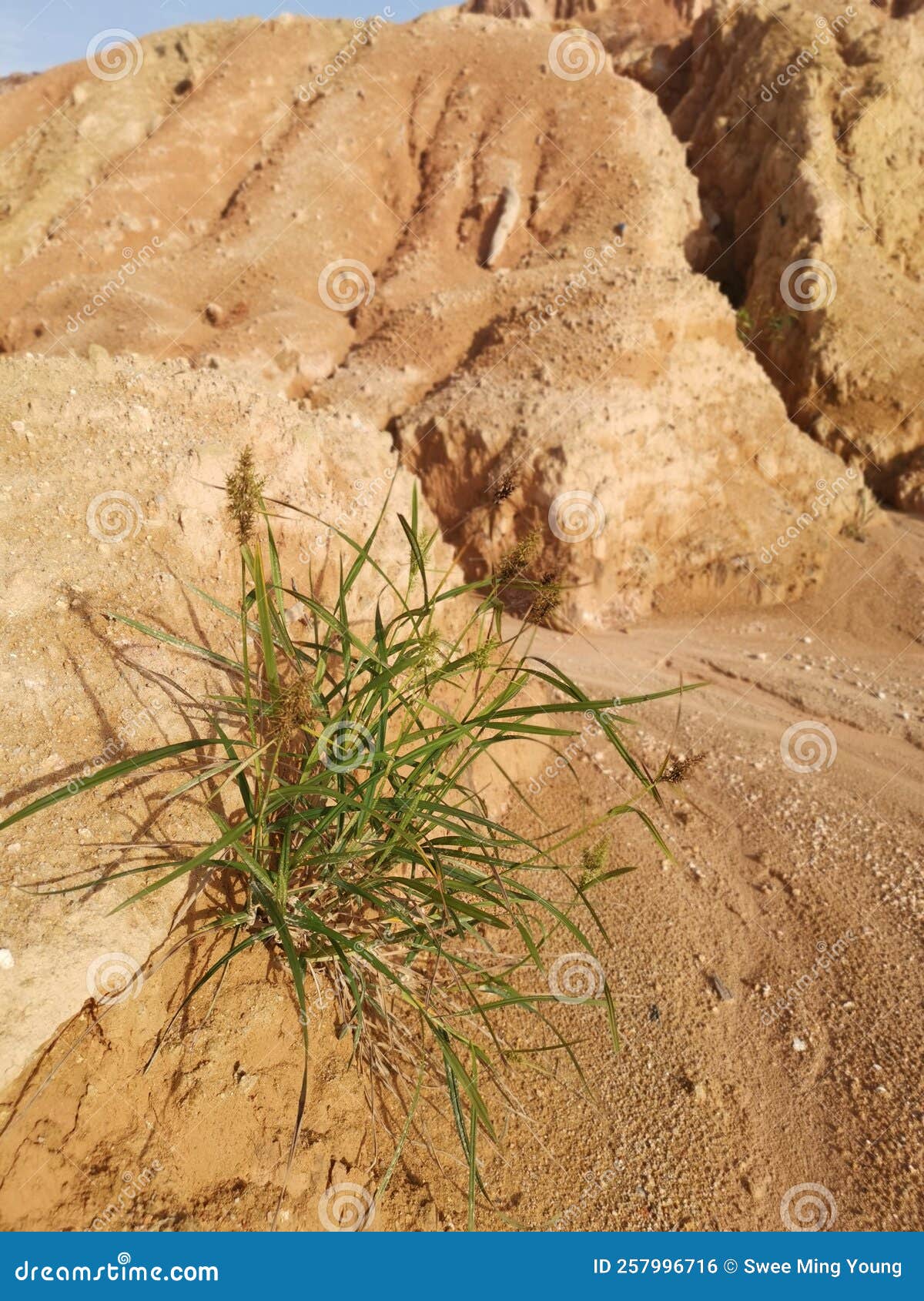 Cluster of Wild Buffelgrass on the Dry and Sandy Ground Stock Photo ...