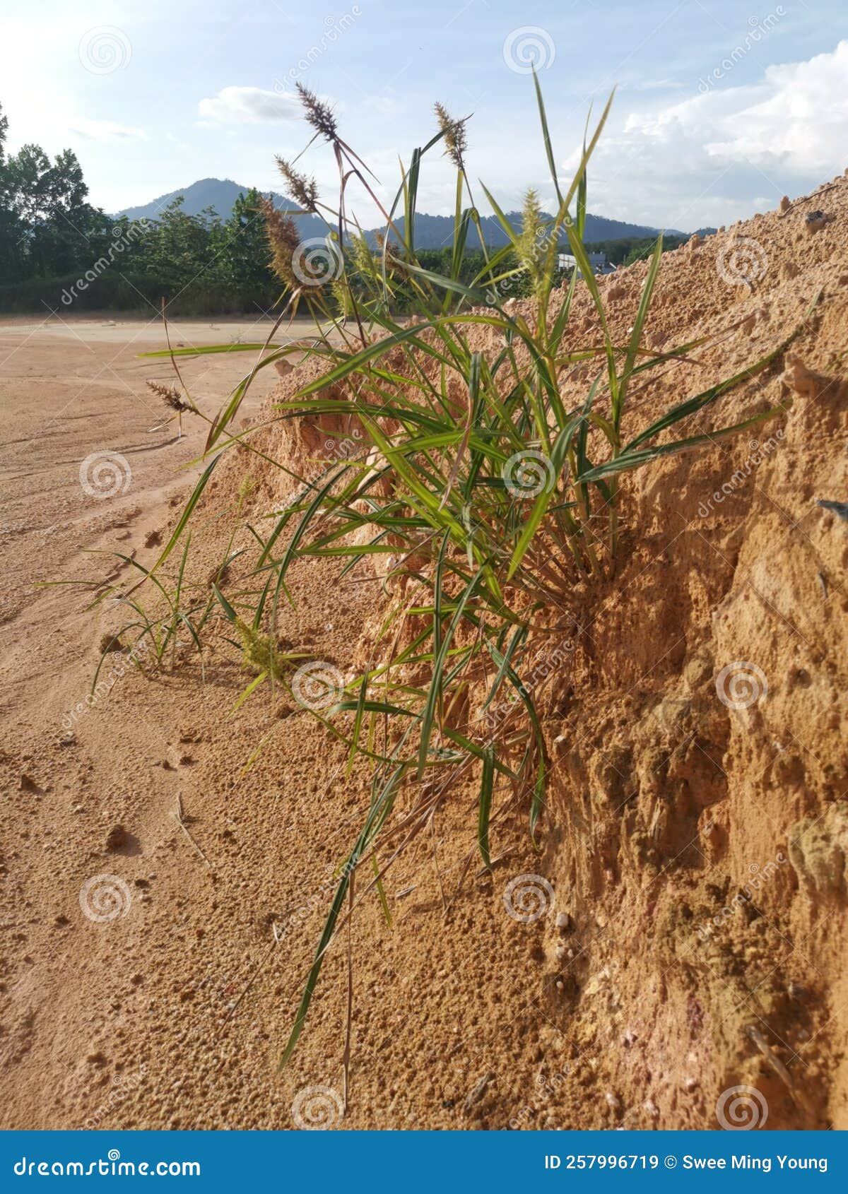 Cluster of Wild Buffelgrass on the Dry and Sandy Ground Stock Image ...