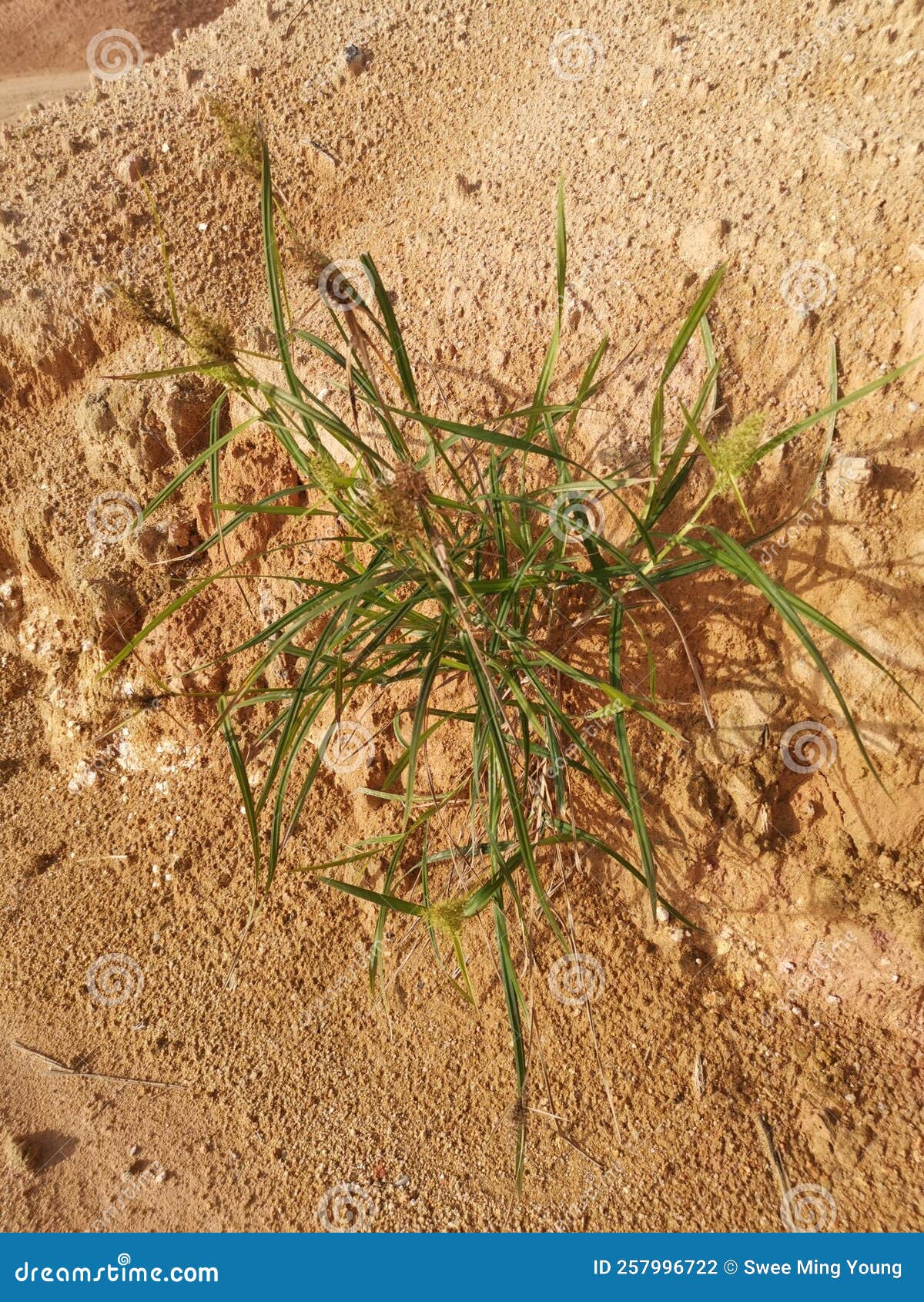 Cluster of Wild Buffelgrass on the Dry and Sandy Ground Stock Photo ...