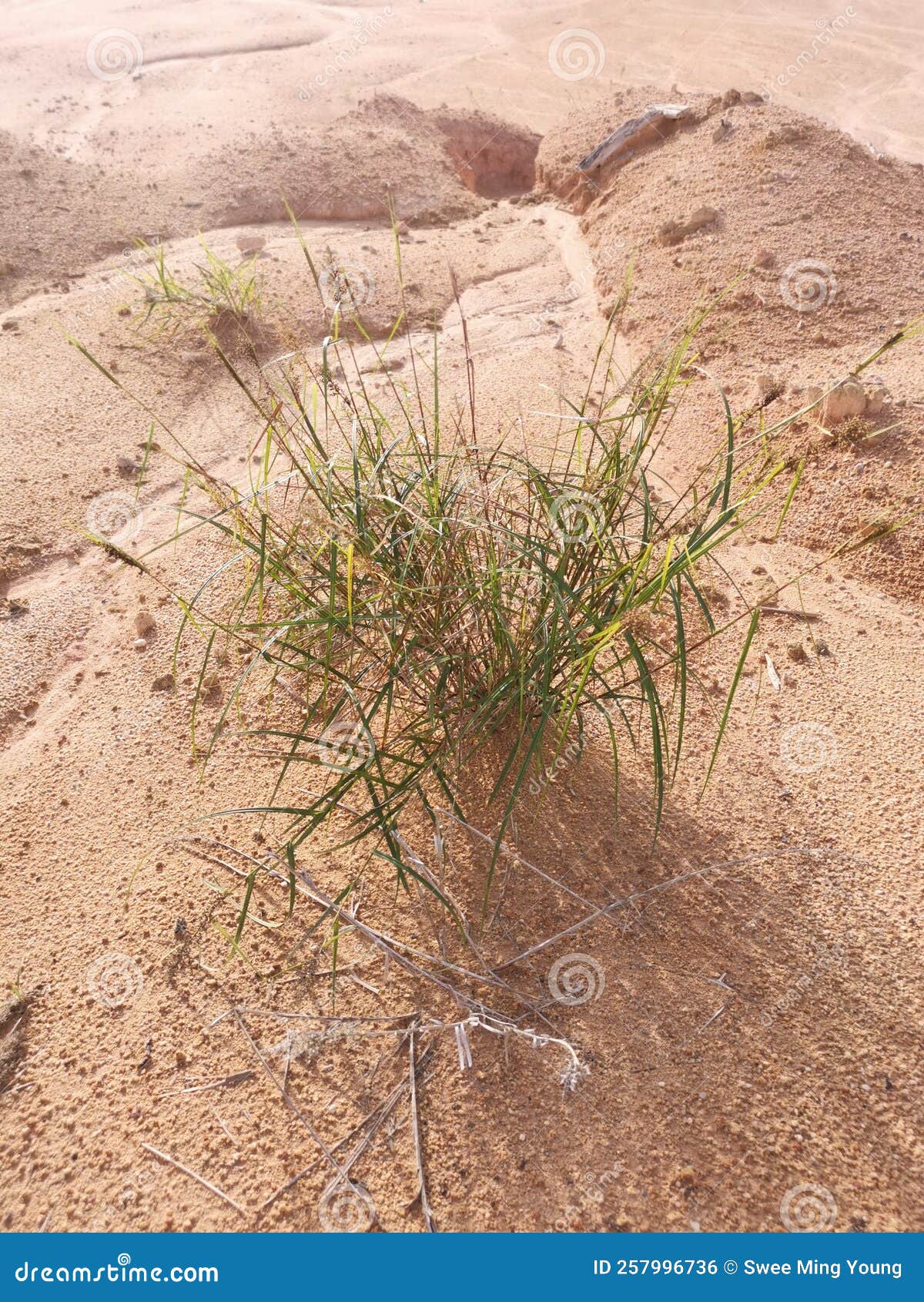 Cluster of Wild Buffelgrass on the Dry and Sandy Ground Stock Photo ...