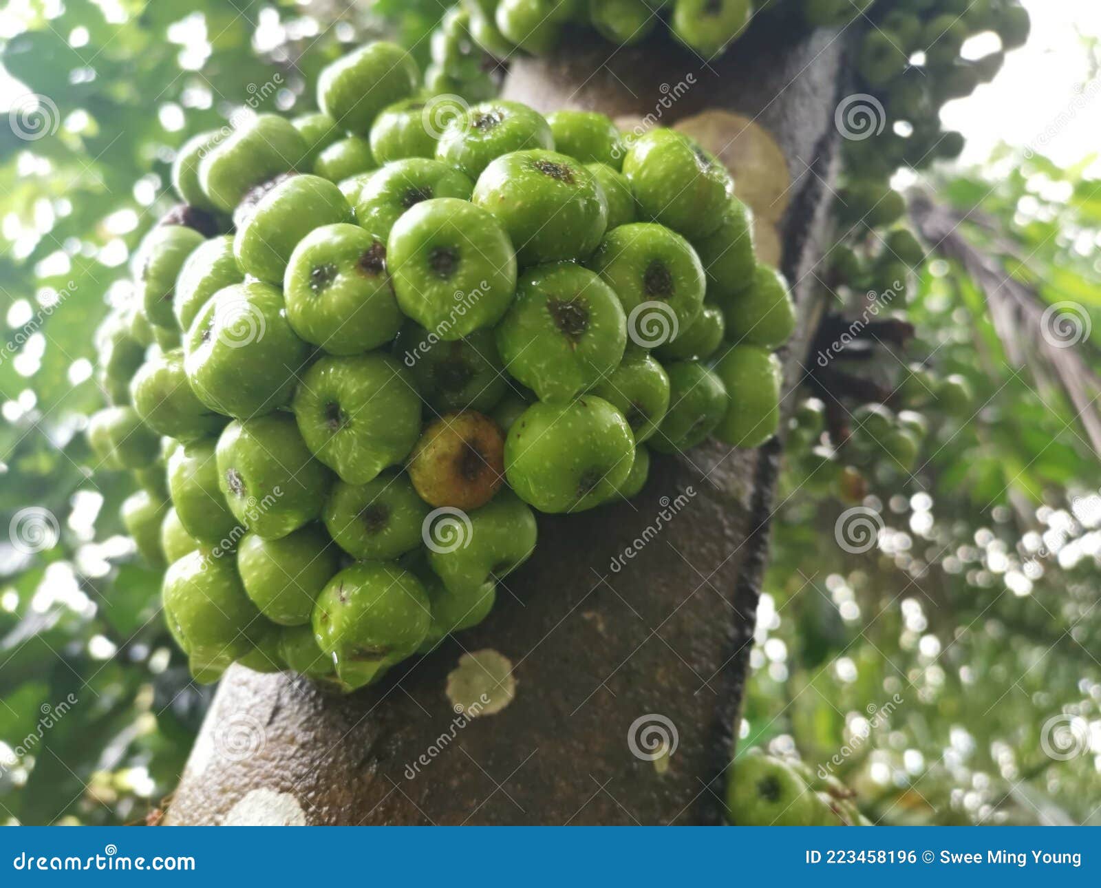 Cluster of Wild Ficus Fistulosa Fruit Sprouting from the Trunk Stock ...