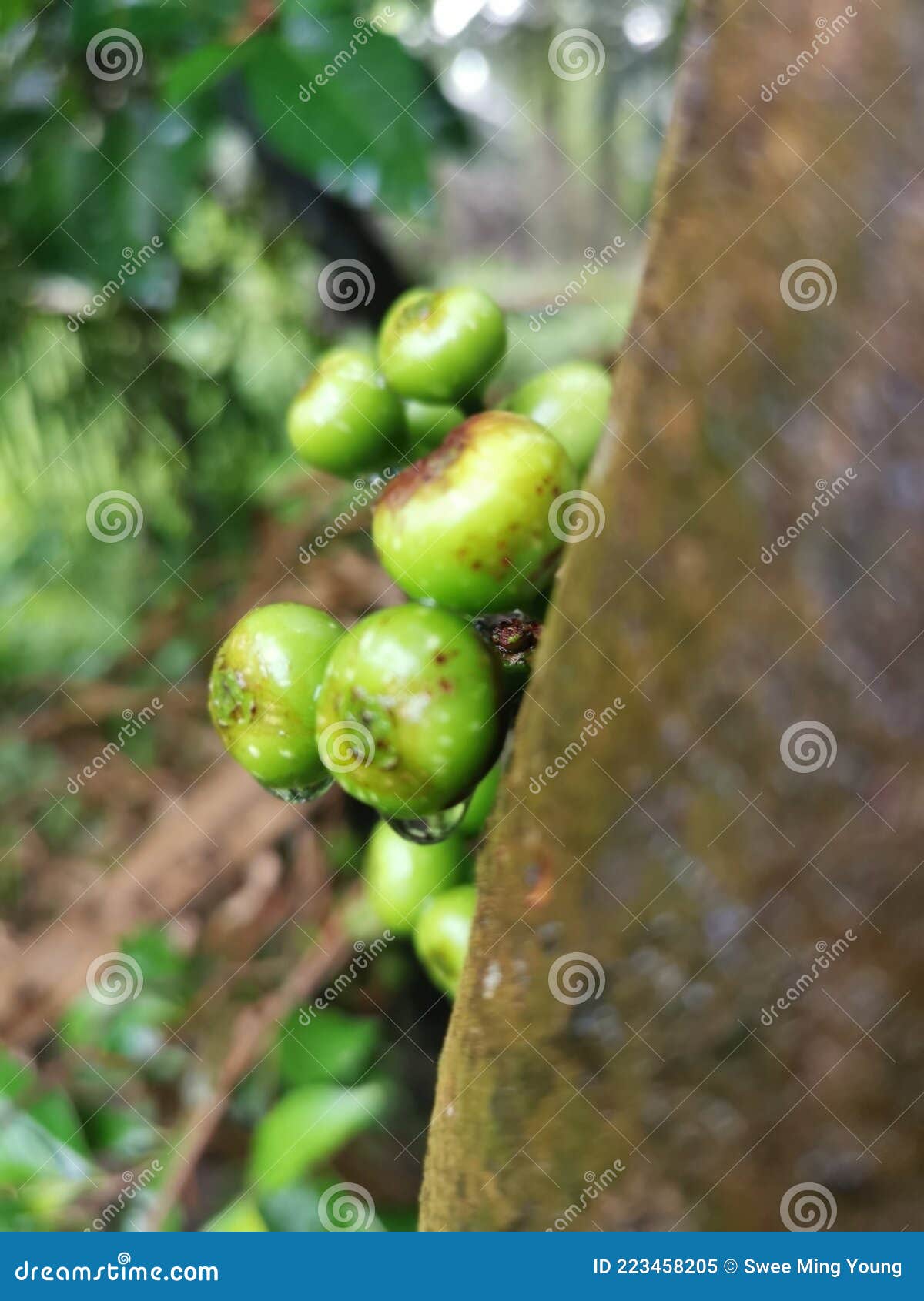 Cluster of Wild Ficus Fistulosa Fruit Sprouting from the Trunk Stock ...
