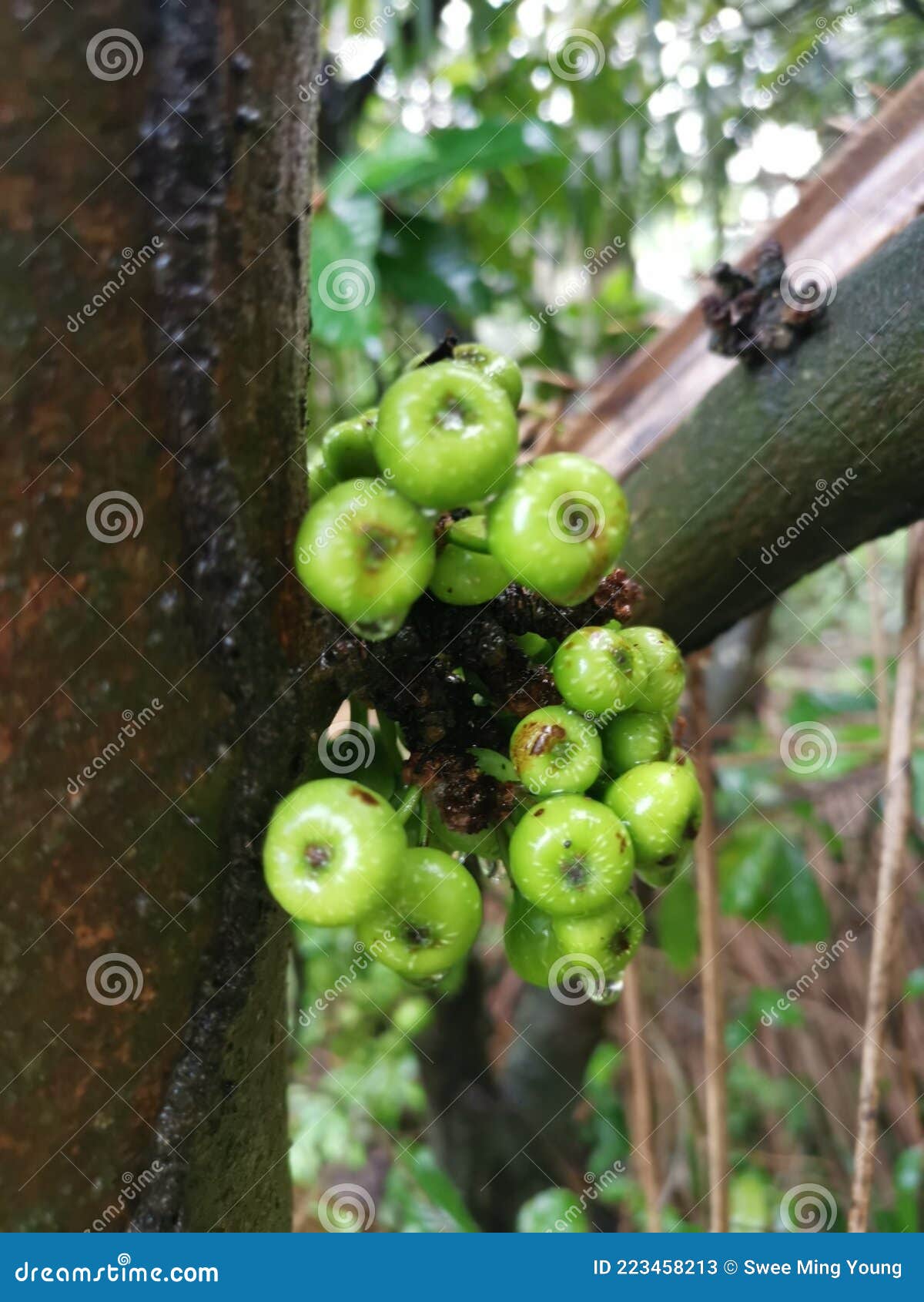 Cluster of Wild Ficus Fistulosa Fruit Sprouting from the Trunk Stock ...