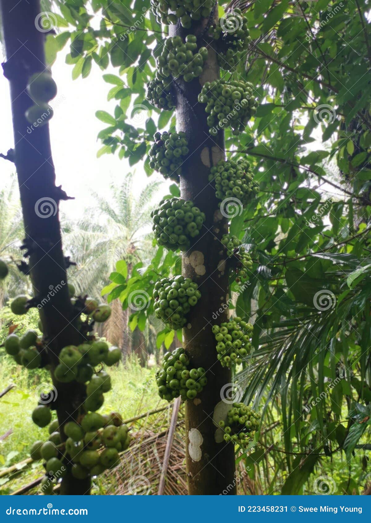 Cluster of Wild Ficus Fistulosa Fruit Sprouting from the Trunk Stock ...