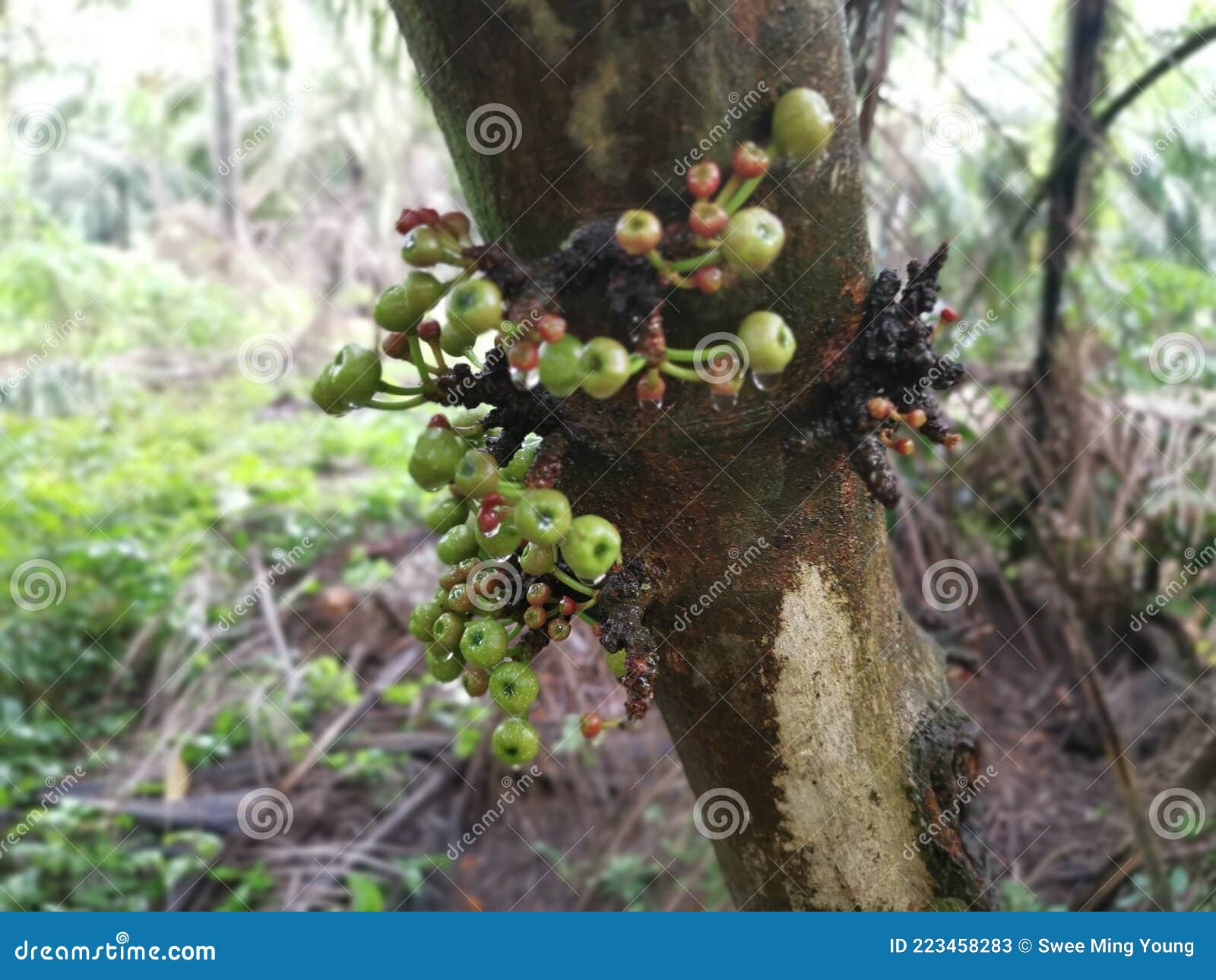Cluster of Wild Ficus Fistulosa Fruit Sprouting from the Trunk Stock ...