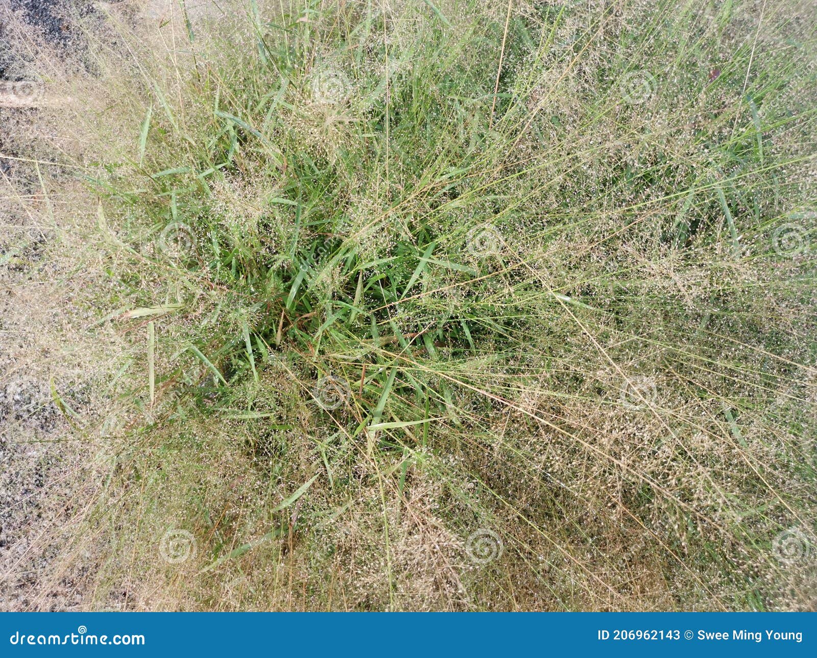 Cluster Of Wild Tiny Eragrostis Cilianensis Grass By The Street Stock Image Image Of Foliage