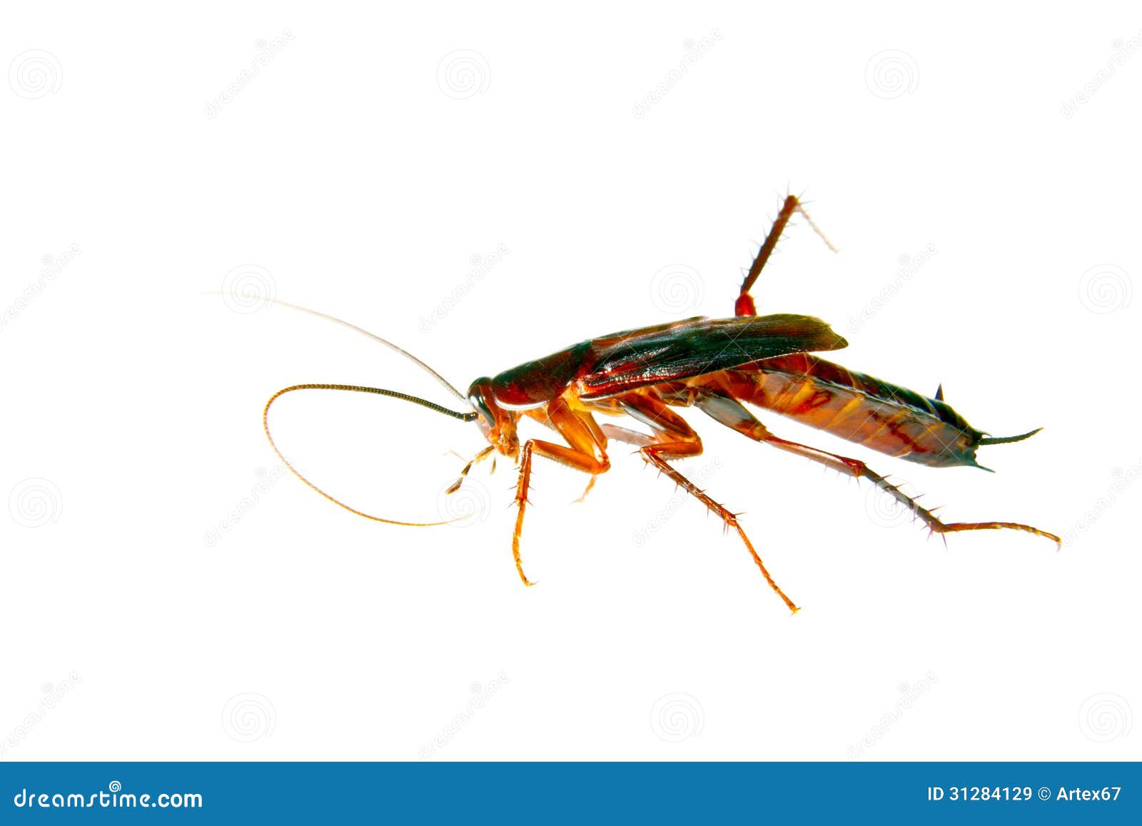 Image of a Cockroach Crawling Insect Pest Stock Image - Image of ugly ...