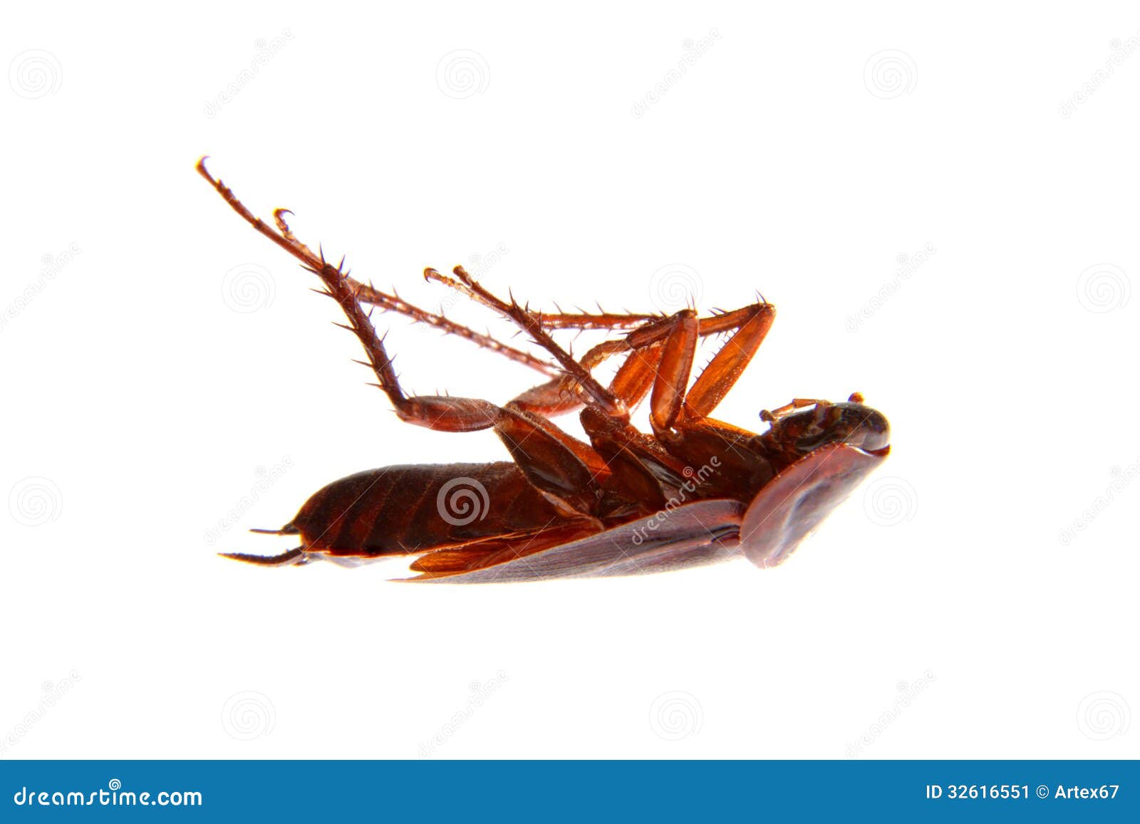 Image of a Cockroach Crawling Insect Pest Stock Image - Image of ...
